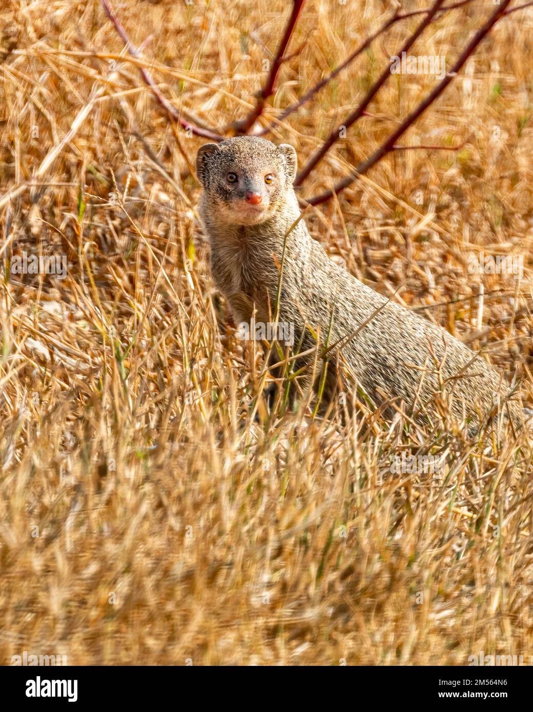Of a mongoose hi-res stock photography and images - Alamy