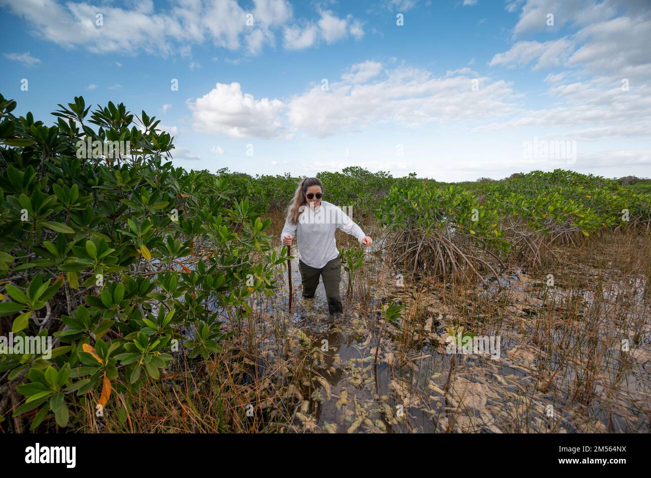 Woman wet hiking in dwarf mangrove forest in Everglades National Park ...