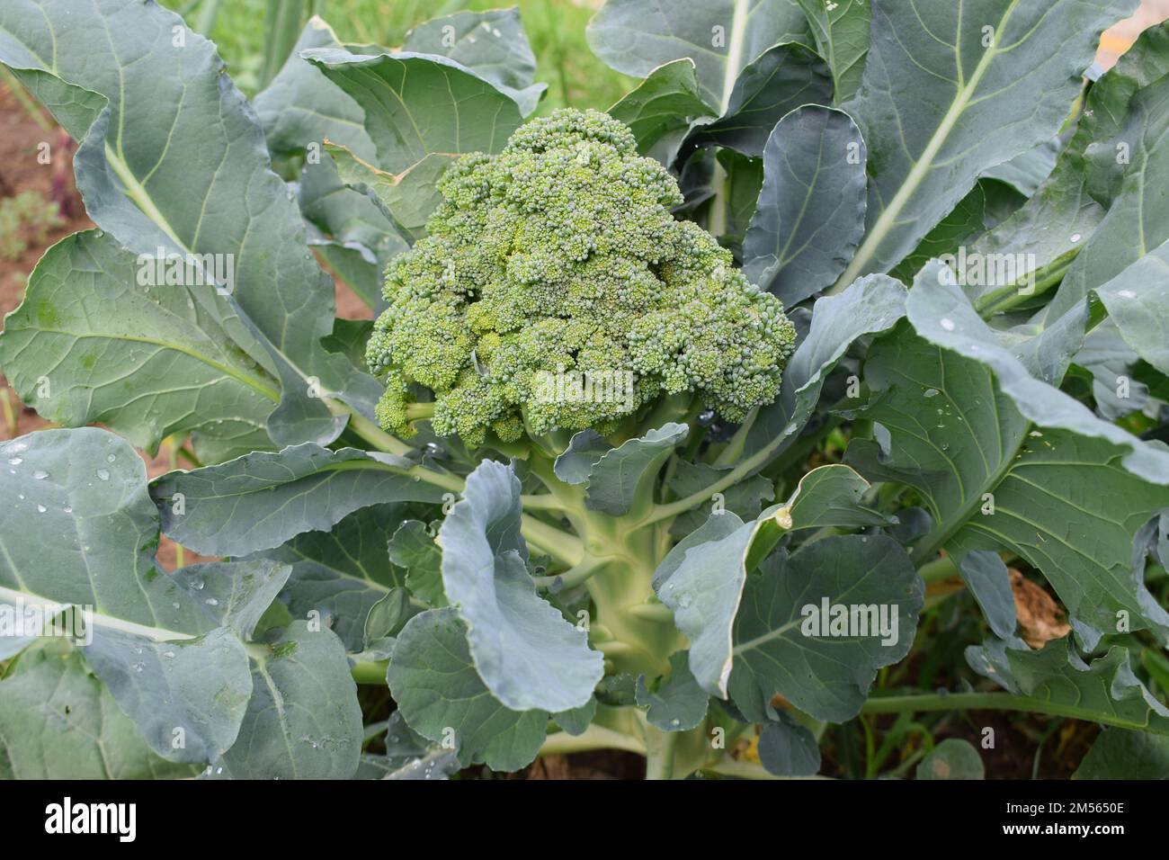 Grown in a community garden hi-res stock photography and images - Alamy