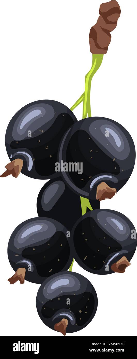 black currant ripe cartoon vector illustration Stock Vector Image & Art ...