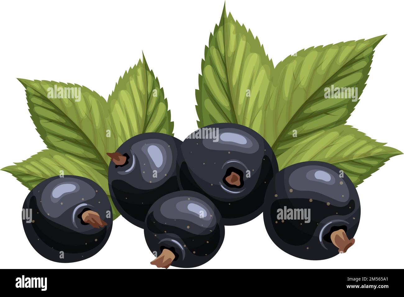 black currant fresh cartoon vector illustration Stock Vector Image ...