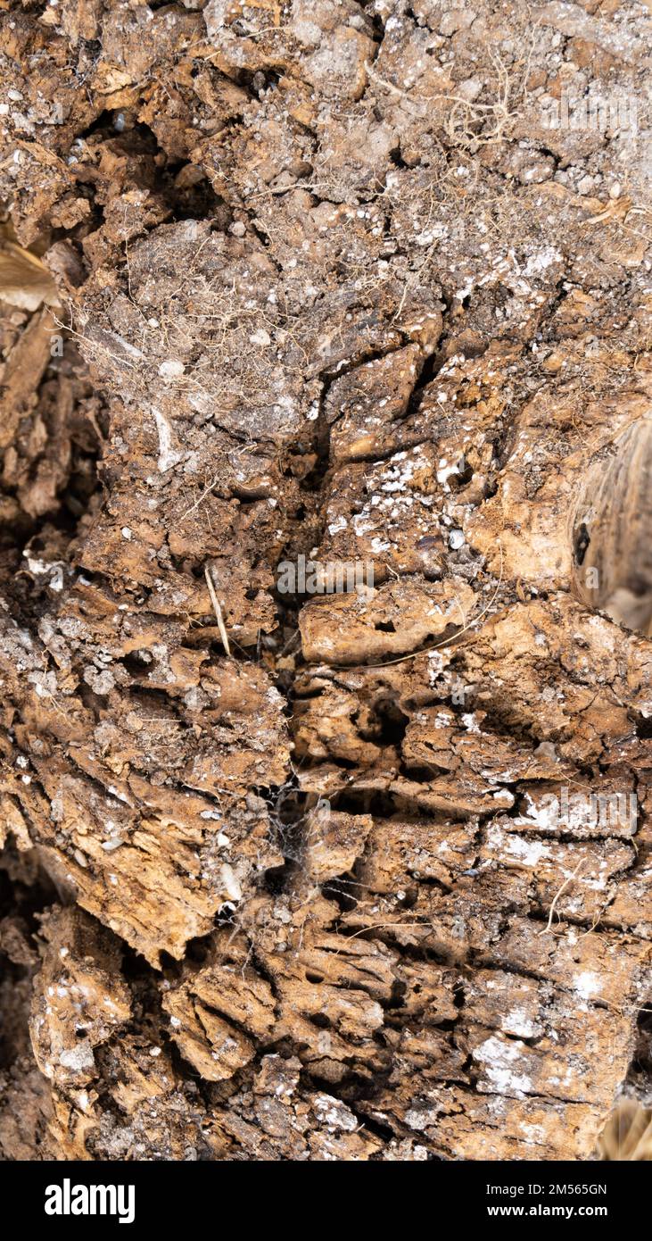 A vertical macro of a tree trunk texture Stock Photo - Alamy