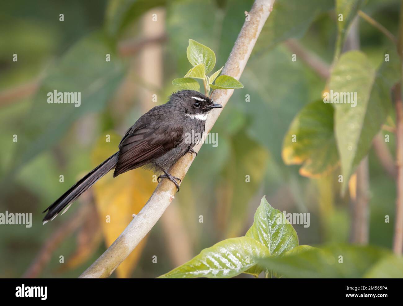 white-browed fantail is a small passerine bird belonging to the family ...