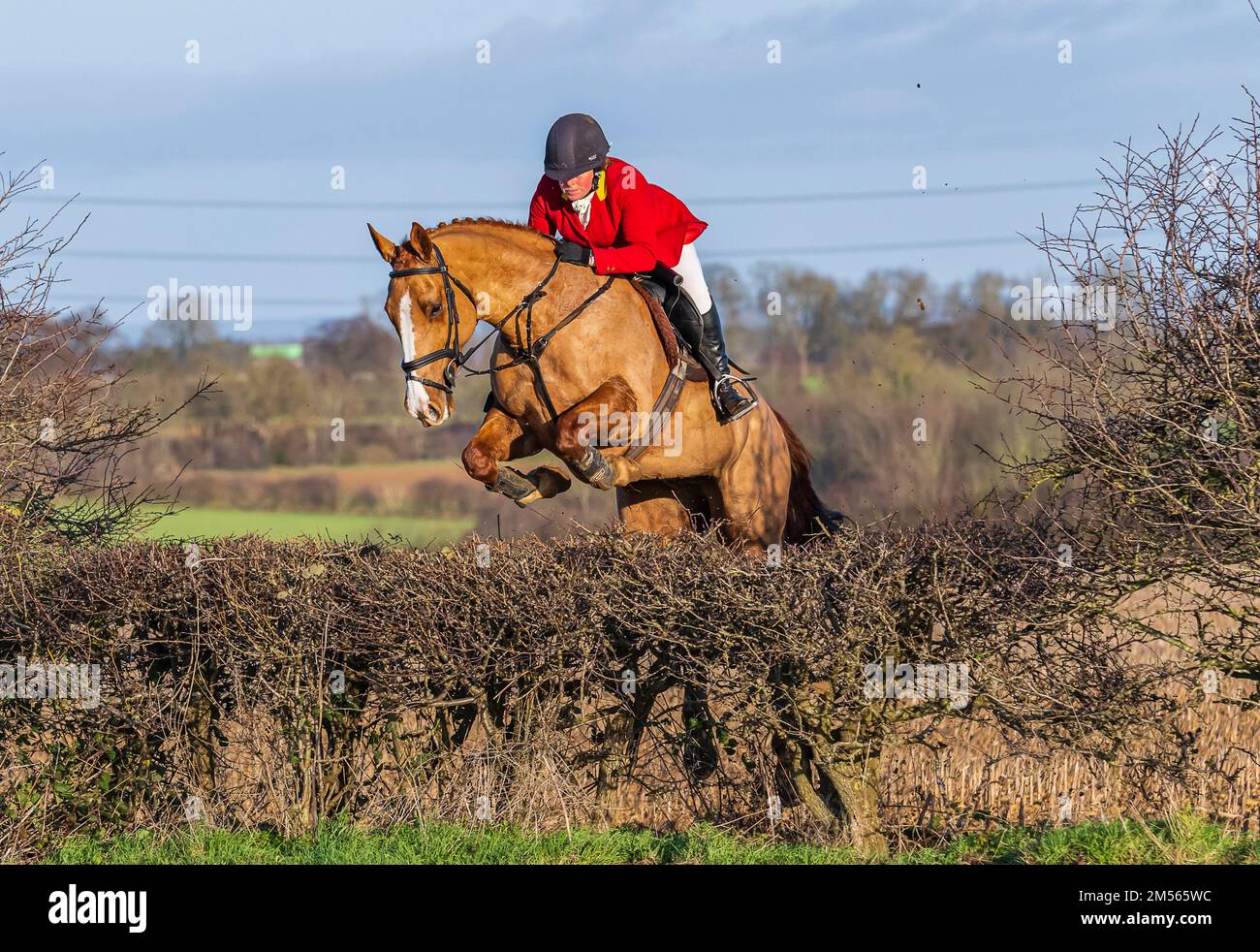 Horse jumping hedge hi-res stock photography and images - Alamy