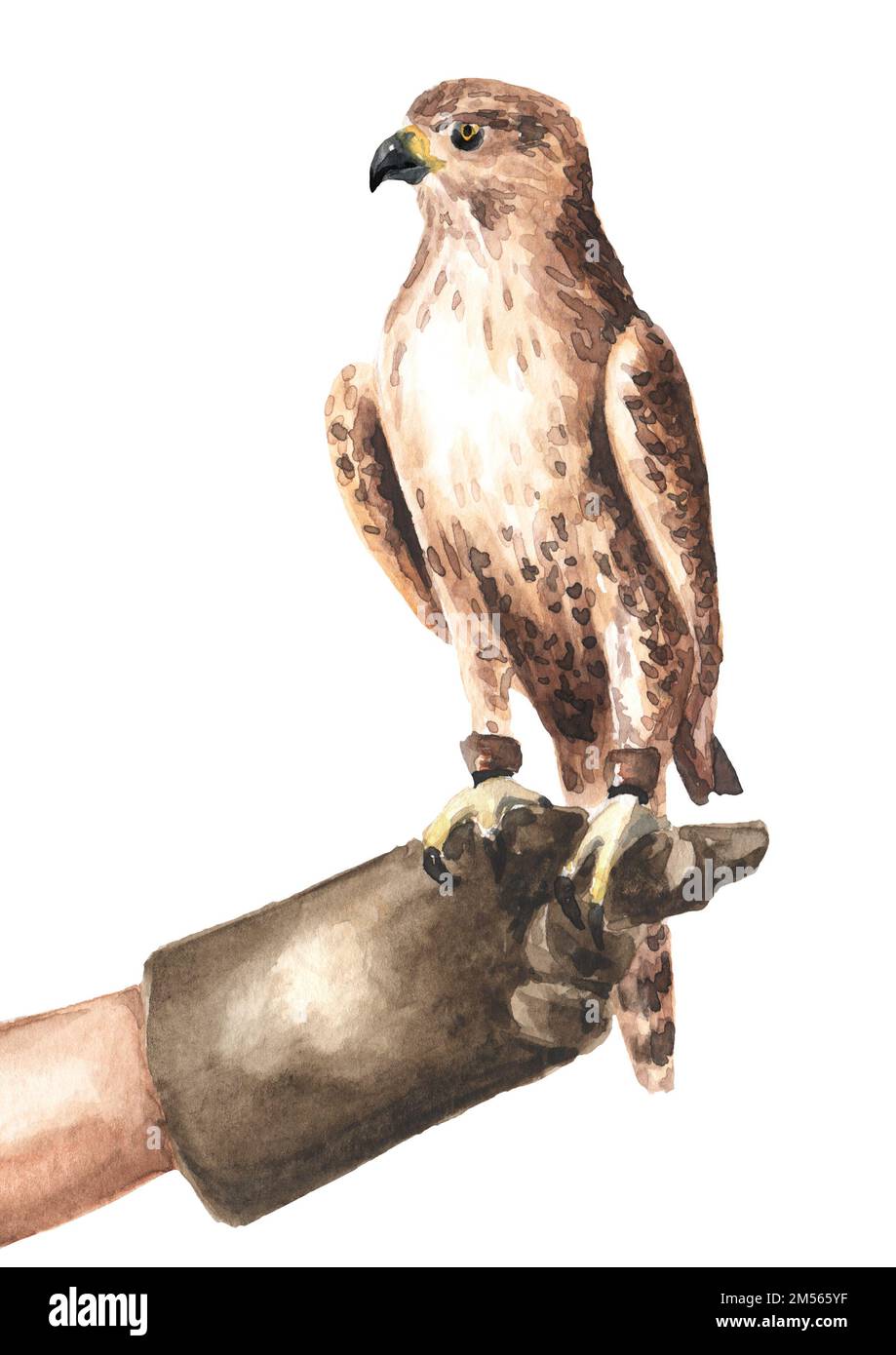 Falconry. The falcon sits on a gloved hand. Hand drawn watercolor ...