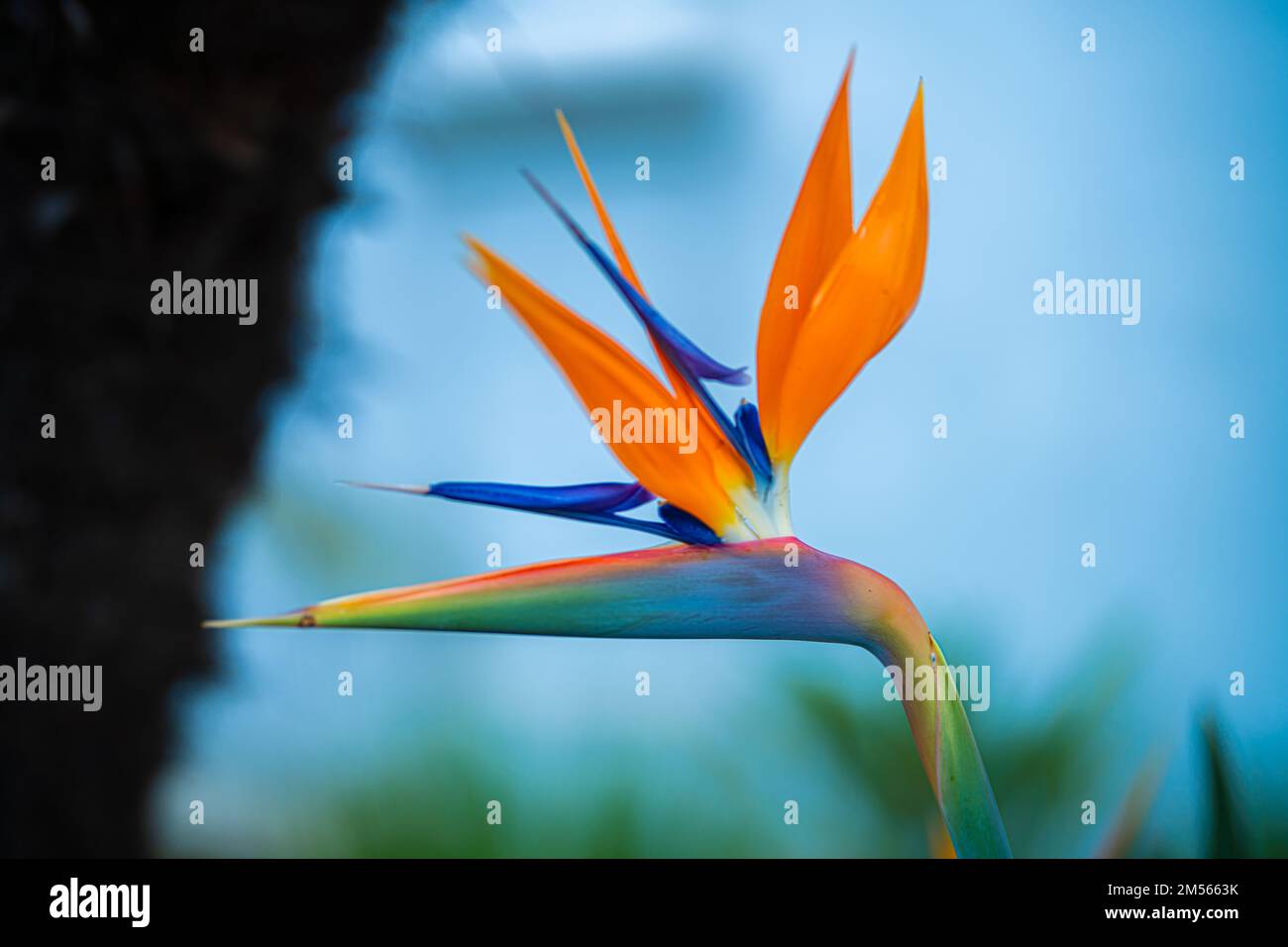 Crane flower plant hi-res stock photography and images - Alamy