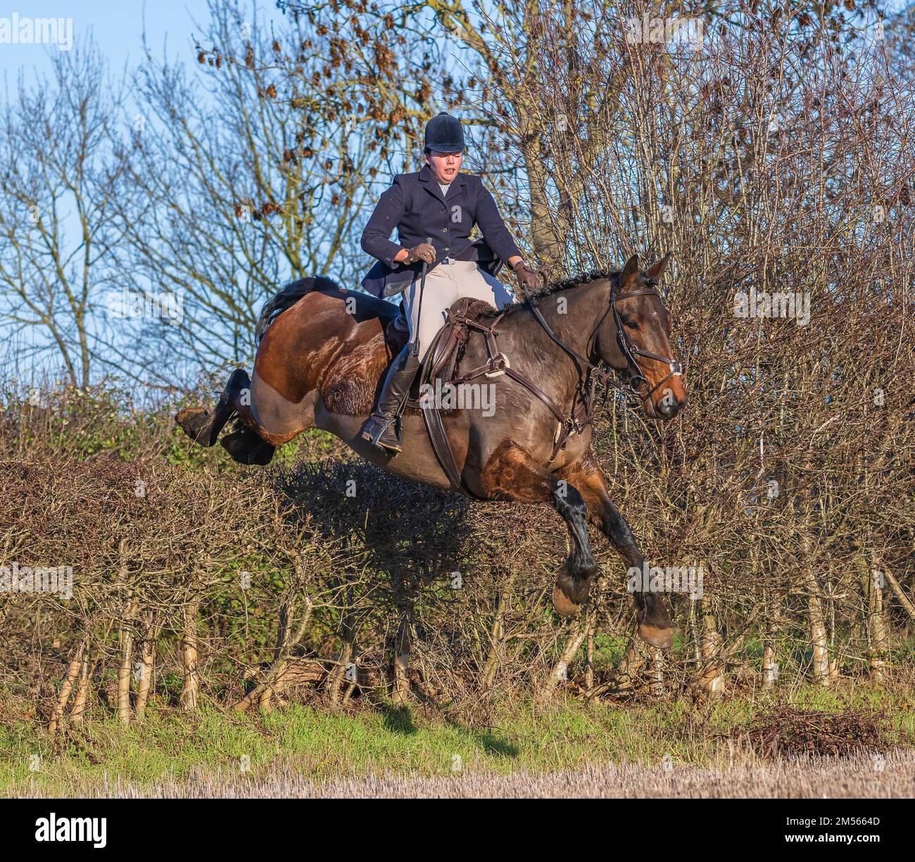 Horses jumping over hedges hi-res stock photography and images - Alamy