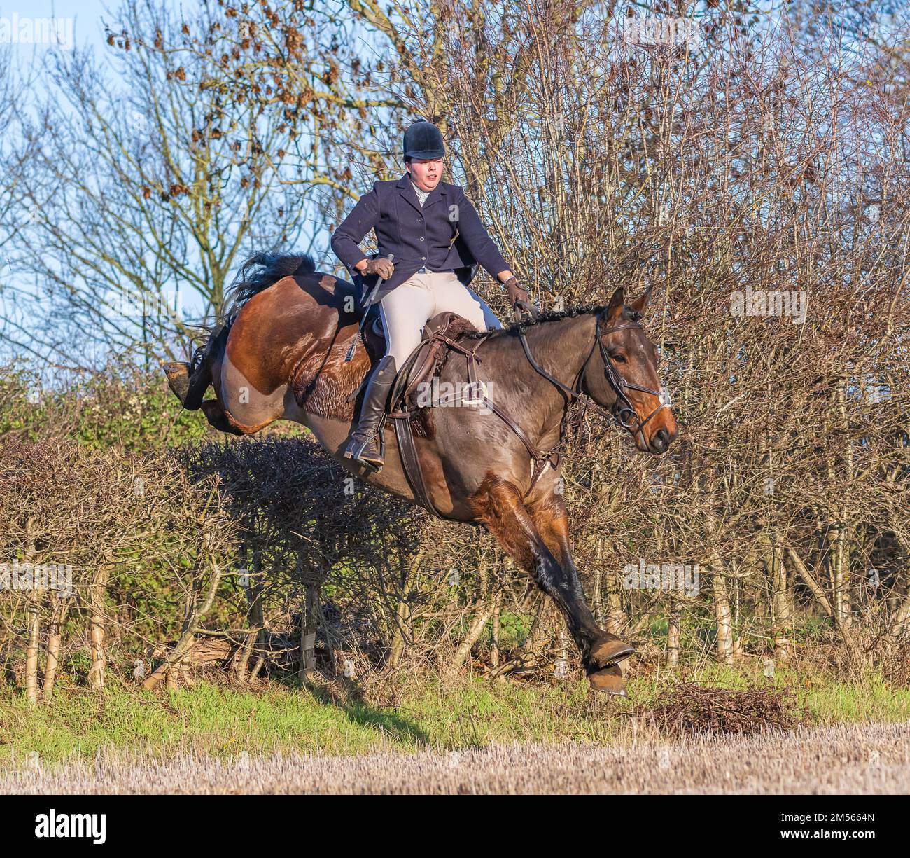 Horse and rider jumping hedge hi-res stock photography and images - Alamy