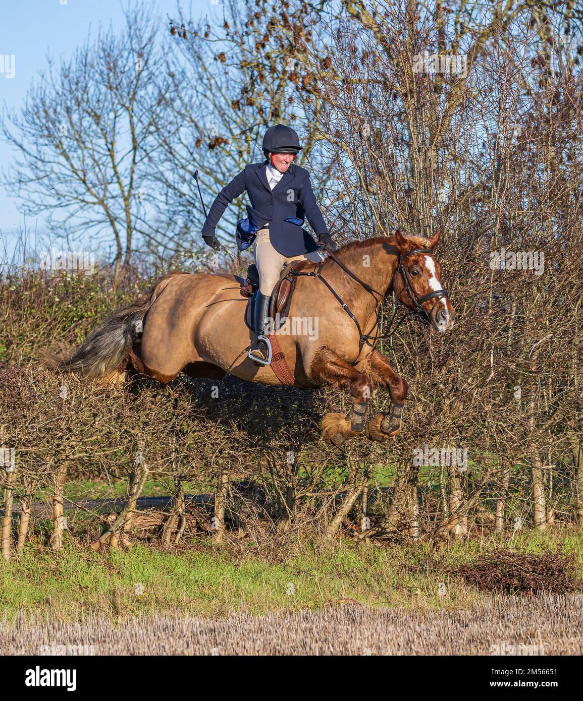 Horse rider jump hedge hi-res stock photography and images - Alamy