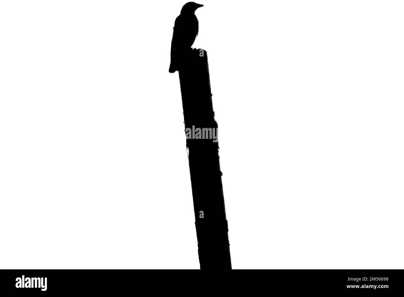Bird perched on wooden pole. Vector illustration Stock Vector Image ...