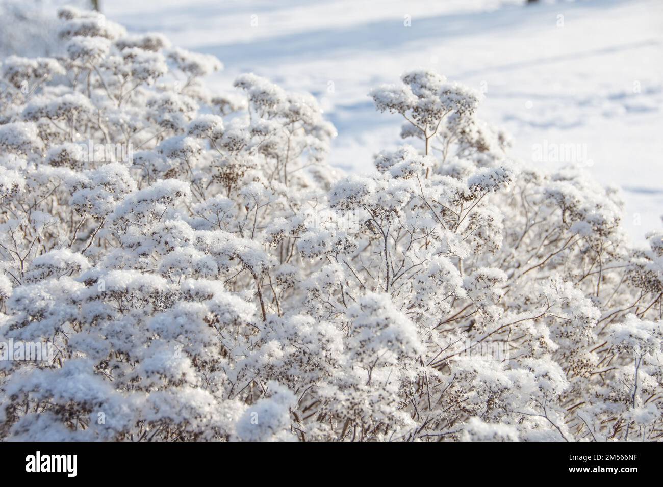 Snow and rime ice on the branches of bushes. Beautiful winter ...