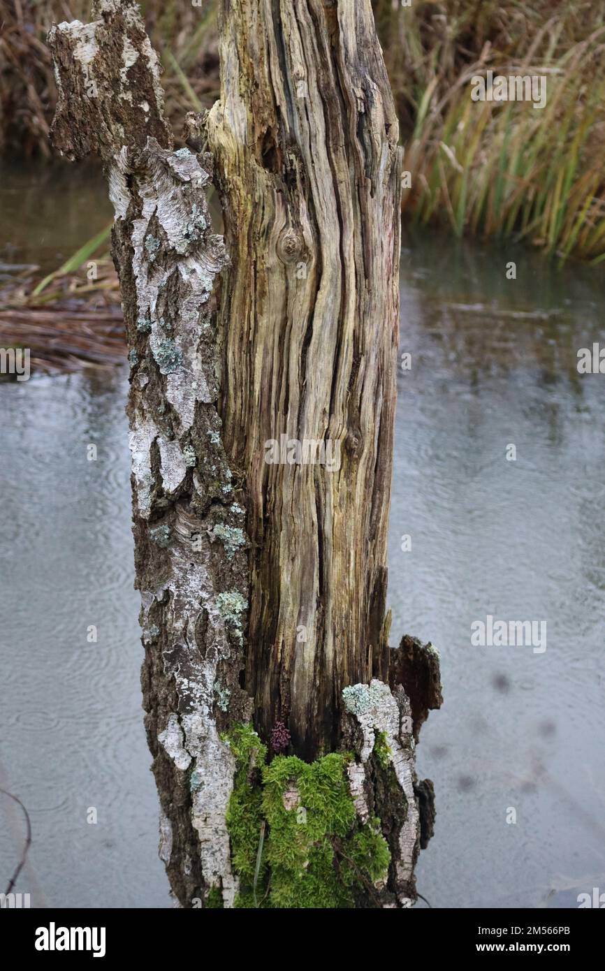 Dead birch hi-res stock photography and images - Alamy