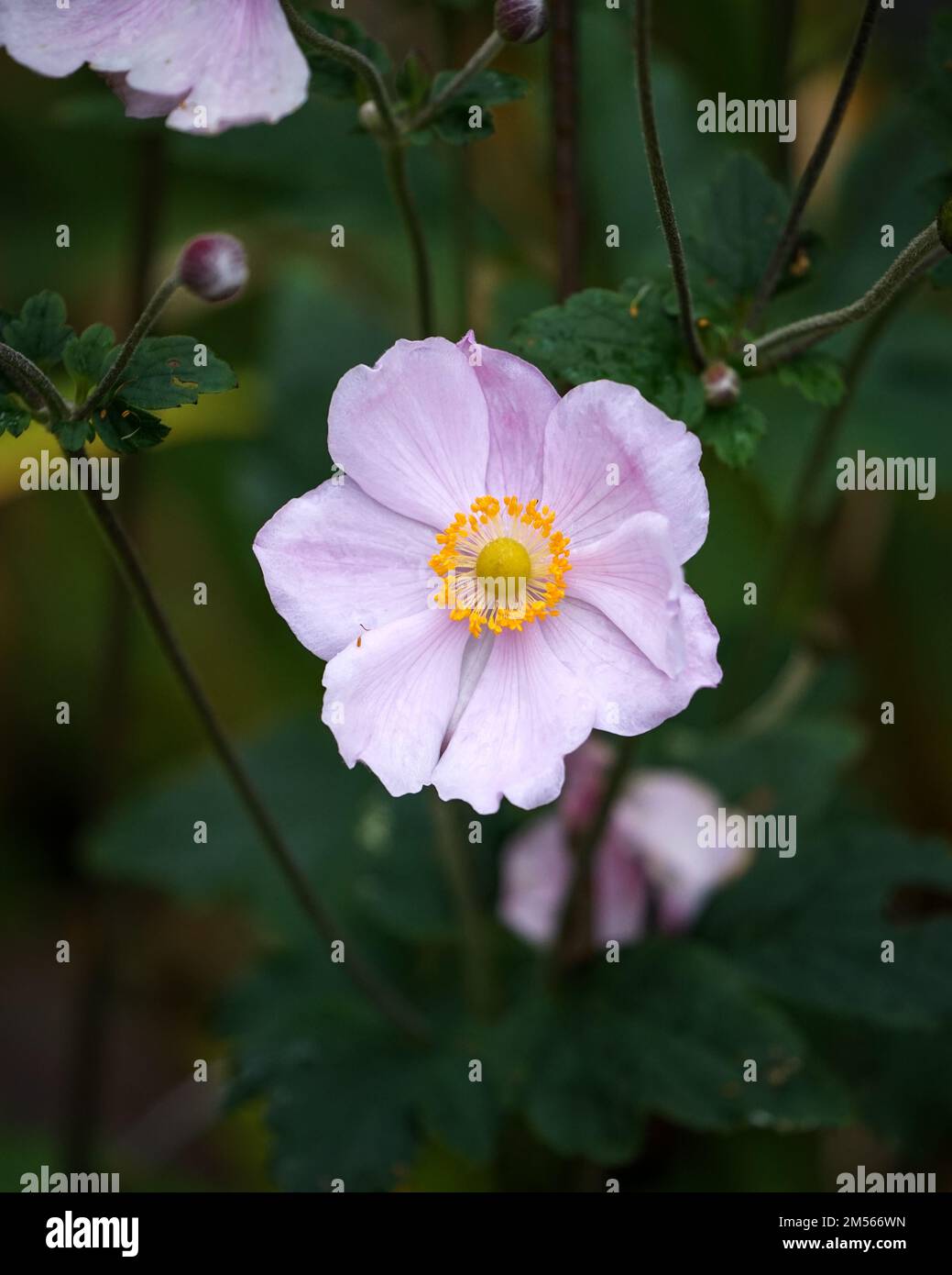 a closeup of a japanese thimbleweed Stock Photo - Alamy