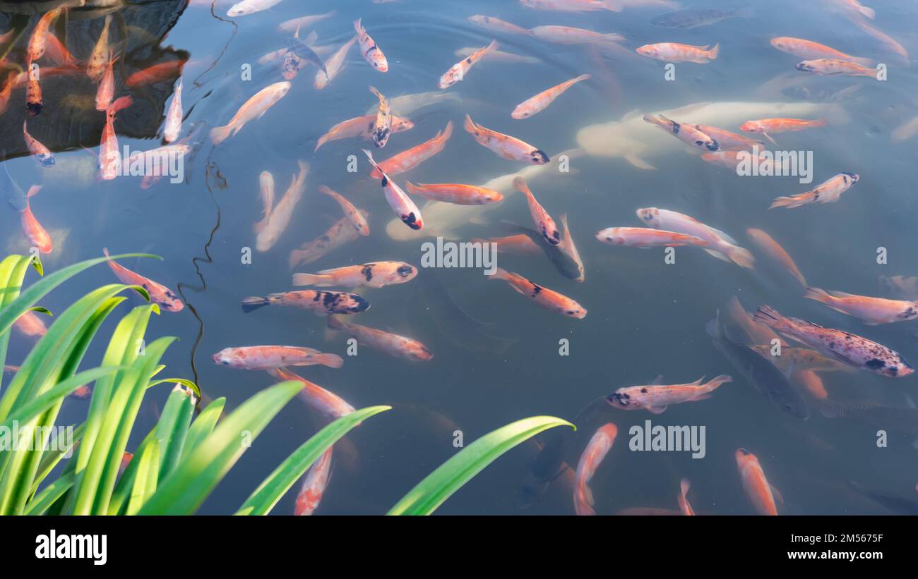 Goldfish water splash hi-res stock photography and images - Alamy