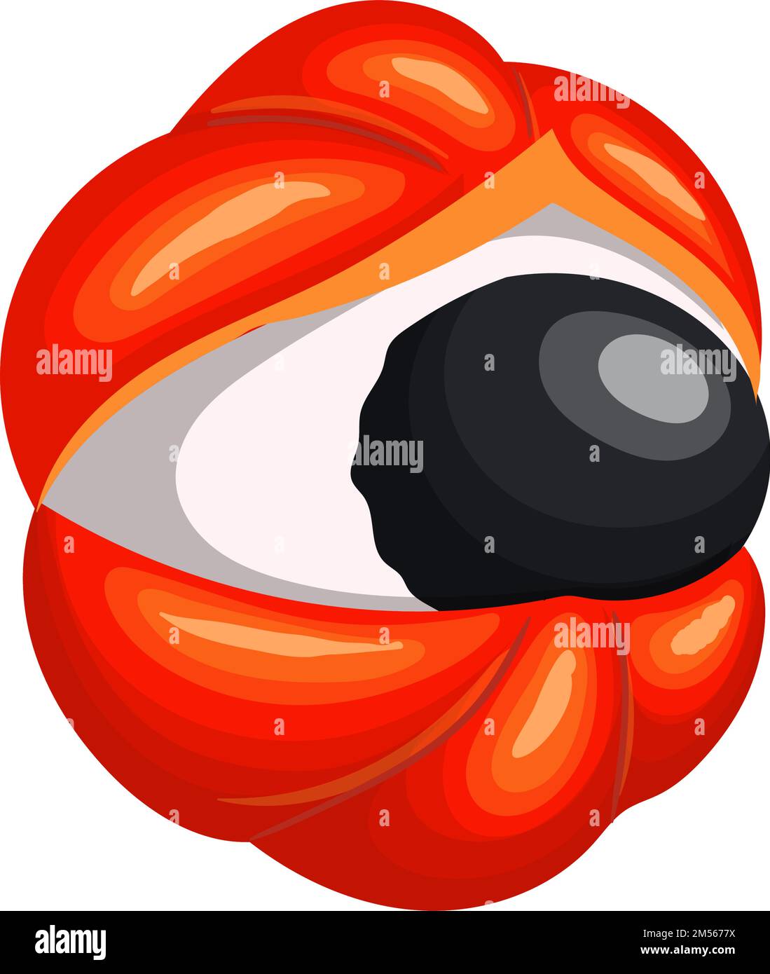 guarana seed cartoon vector illustration Stock Vector Image & Art - Alamy