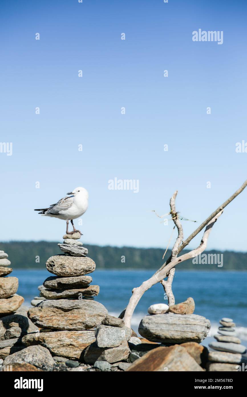 Stack small stones along w West Coast South Island beach Stock Photo ...