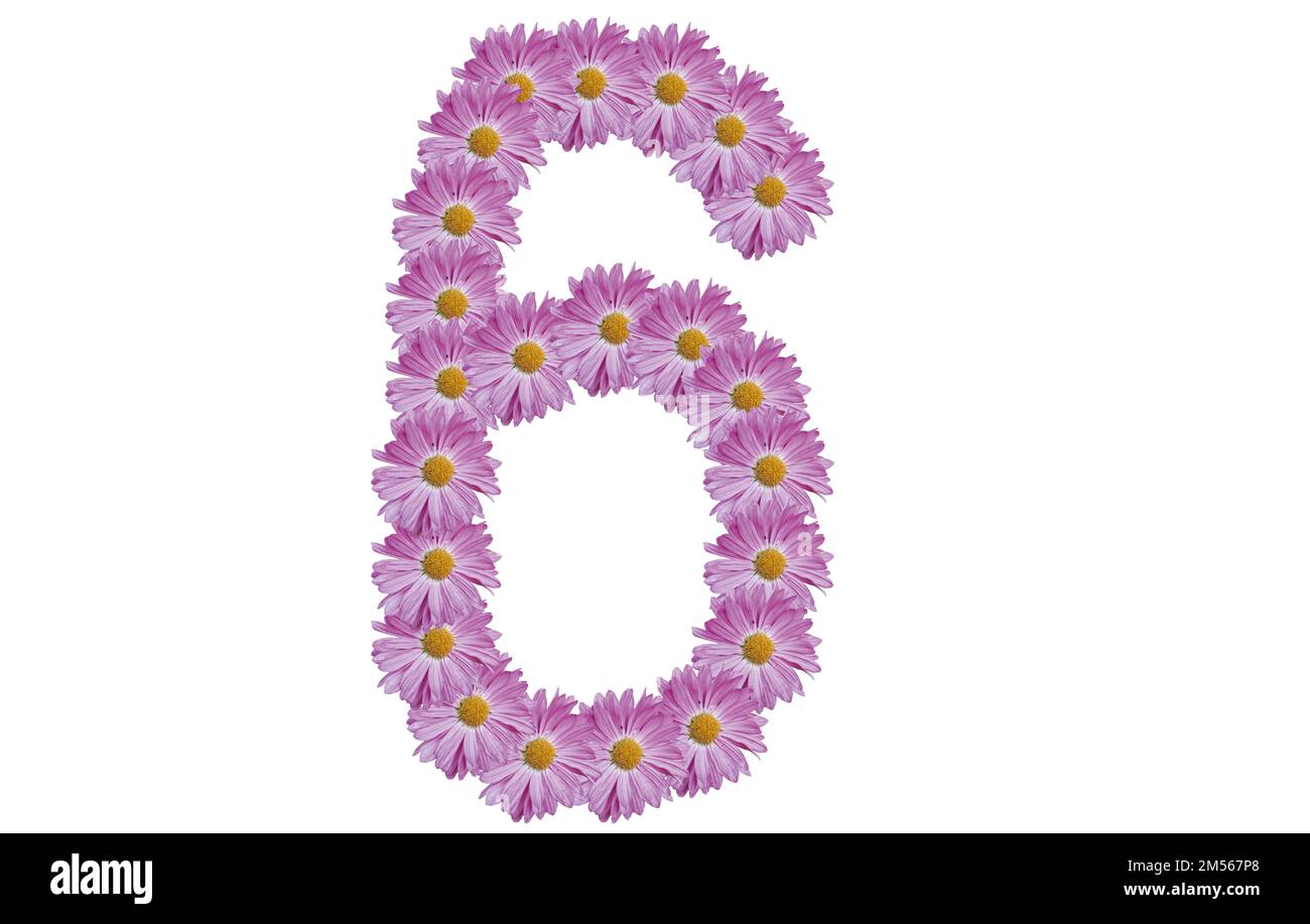 Number six made with pink flower isolated on white background. Spring ...