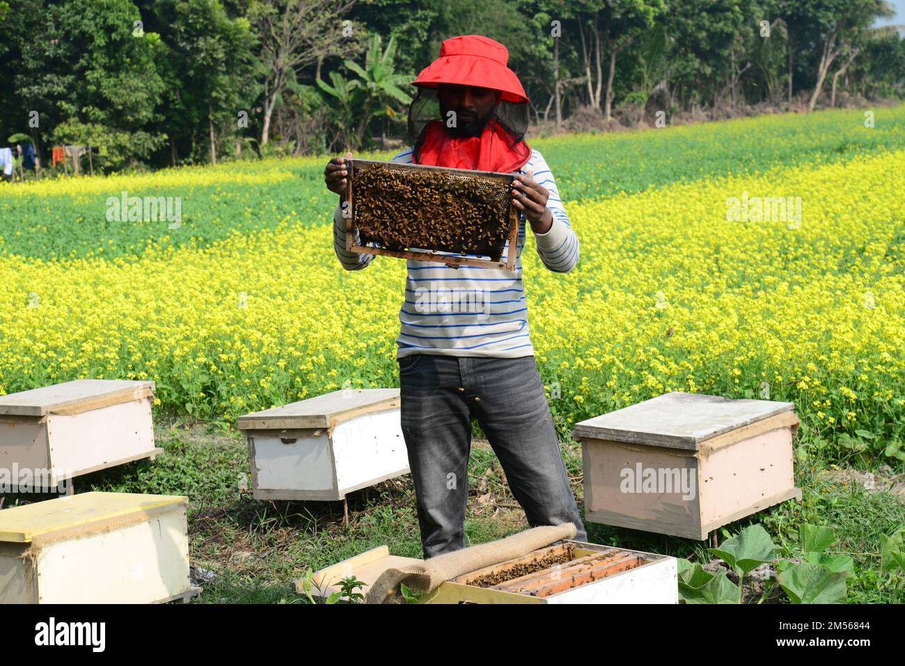 Non Exclusive: December 23, 2022 , Dhaka, Bangladess: beekeepers collect honey from bees in a ...
