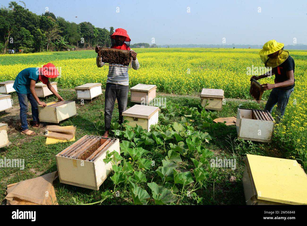 Non Exclusive: December 23, 2022 , Dhaka, Bangladess: beekeepers collect honey from bees in a ...