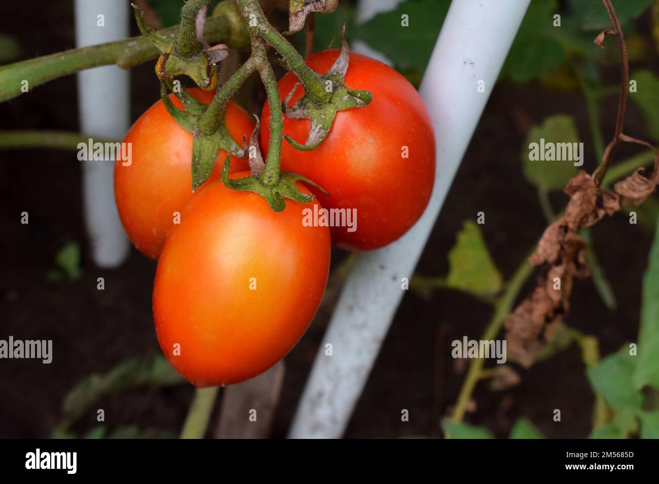 Vine ripened tomatoes growing in our garden Stock Photo - Alamy