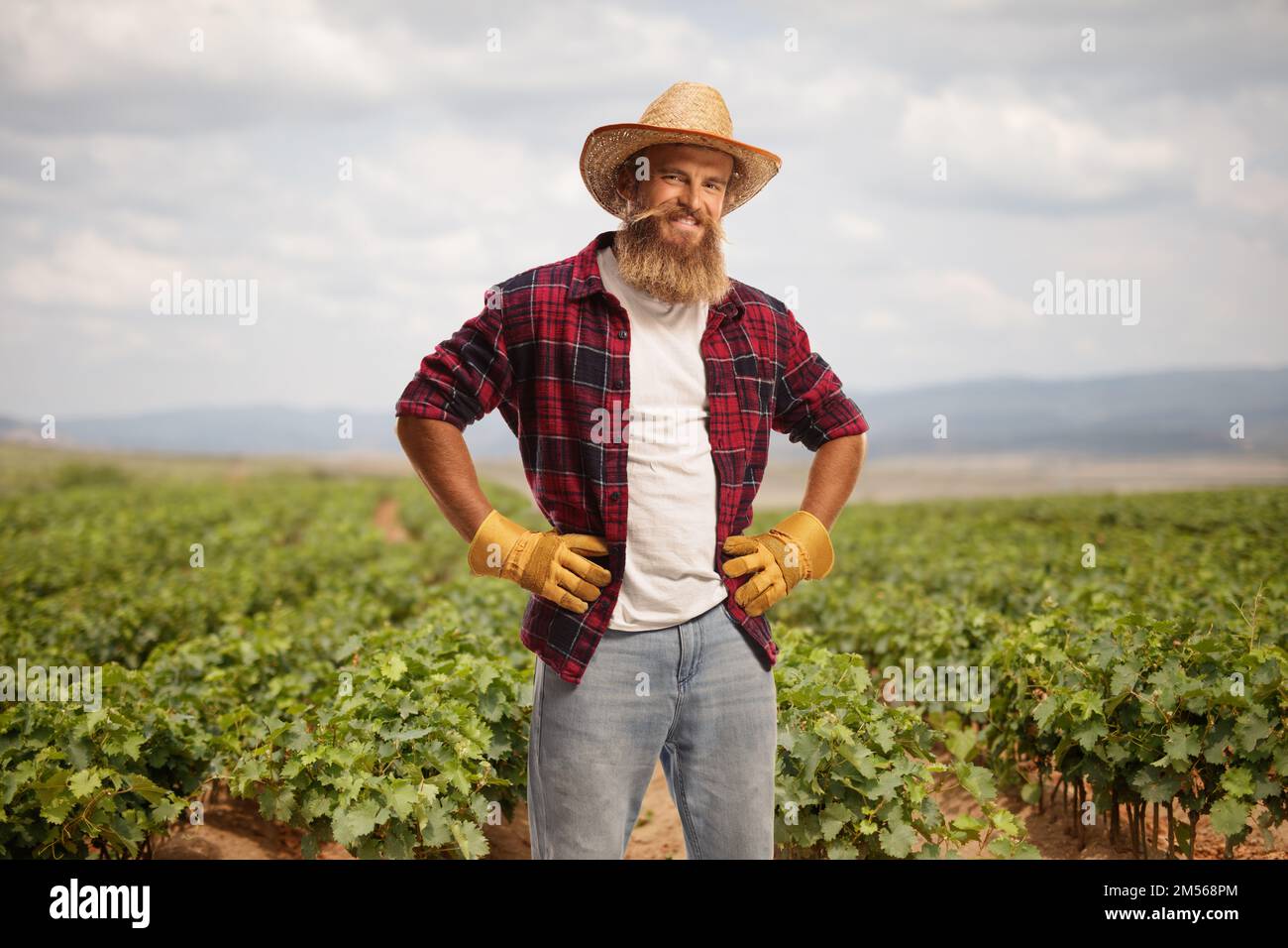 Bearded farmer with gloves and a straw hat standing on a grapevine ...