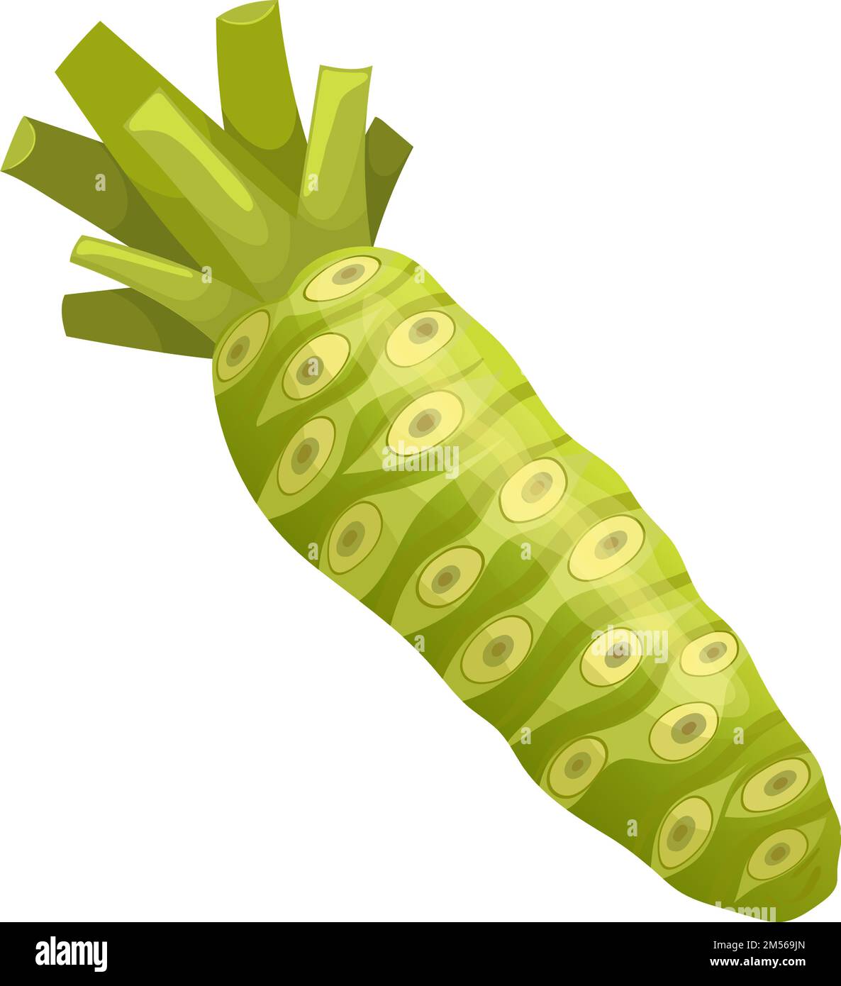 wasabi root cartoon vector illustration Stock Vector Image & Art - Alamy