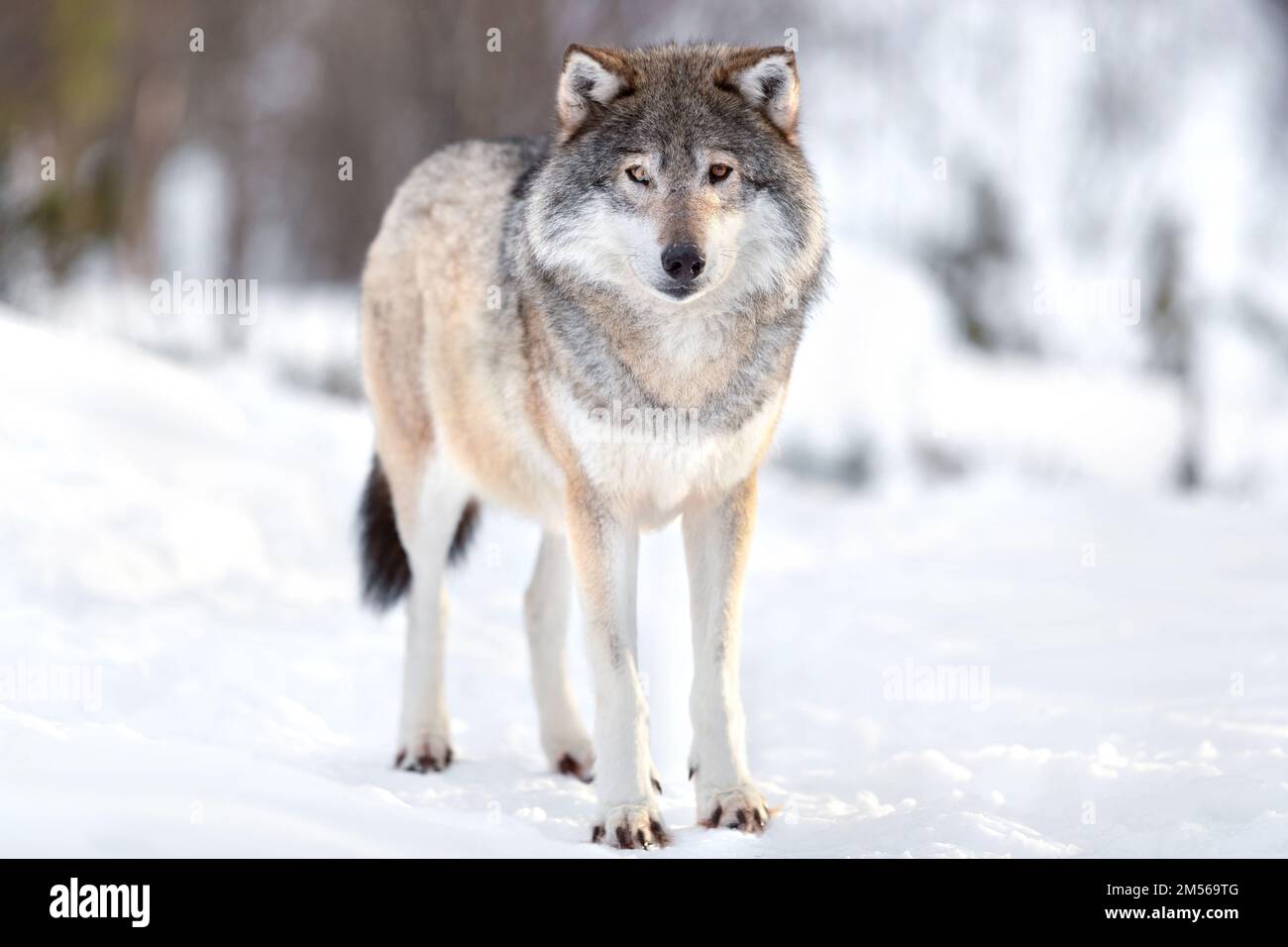 Portrait of Eurasian wolf on snow during sunny day in the forest Stock ...