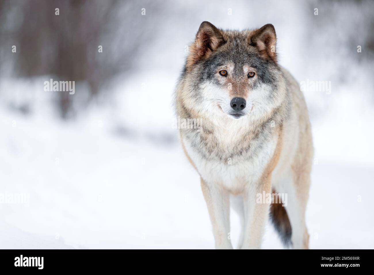 Wolf front view hi-res stock photography and images - Alamy