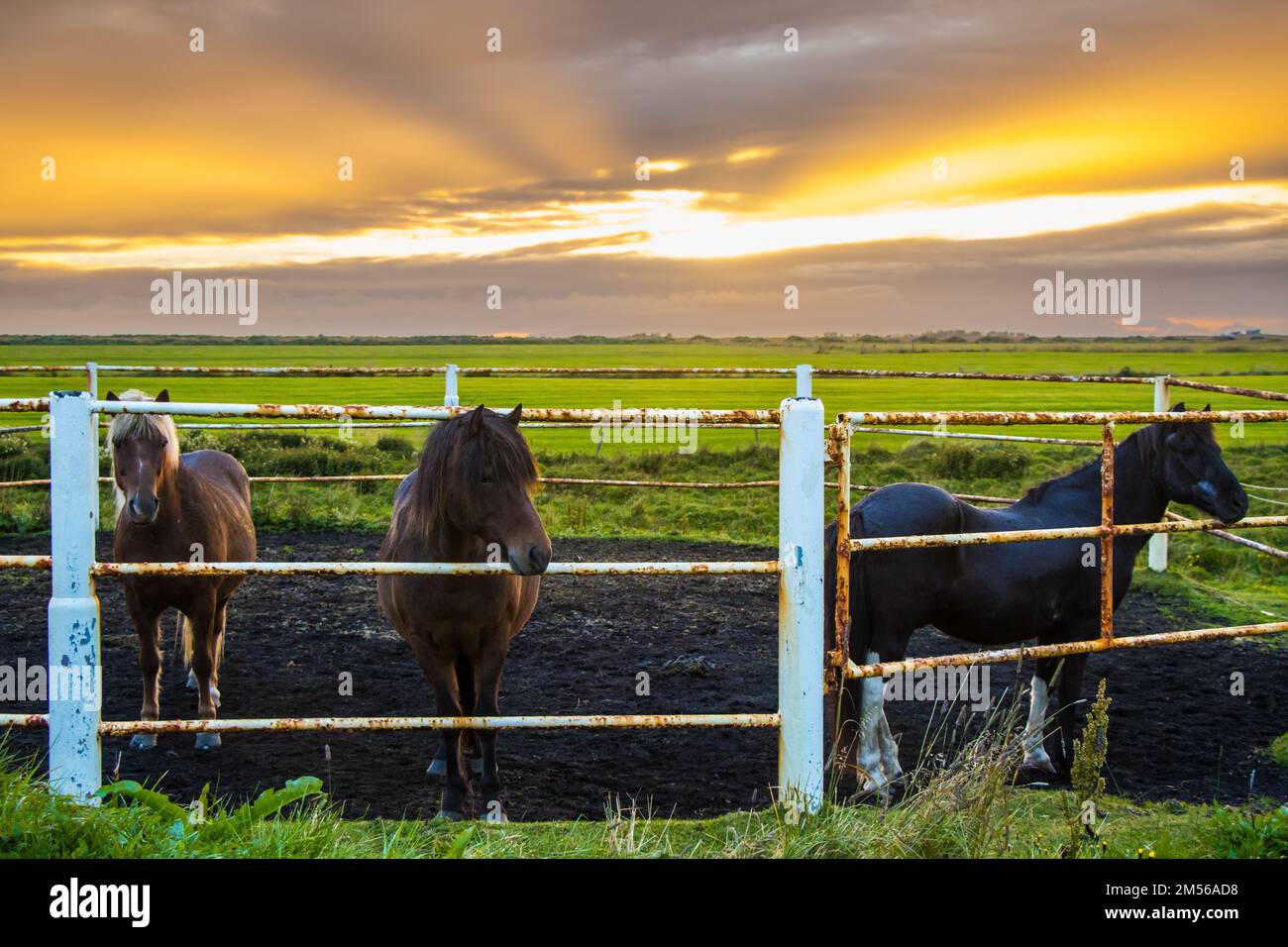 Beautiful Countryside Icelandic Horses in the rural farm with sunset ...