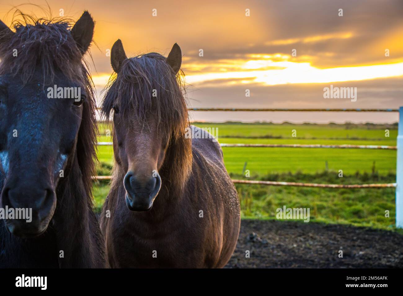 Beautiful Countryside Icelandic Horses in the rural farm with sunset ...