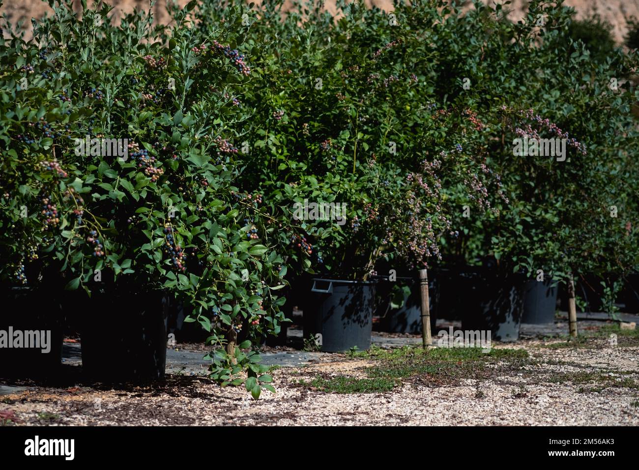 Many blueberry row, agro plastic pots,organic growing, summer ...