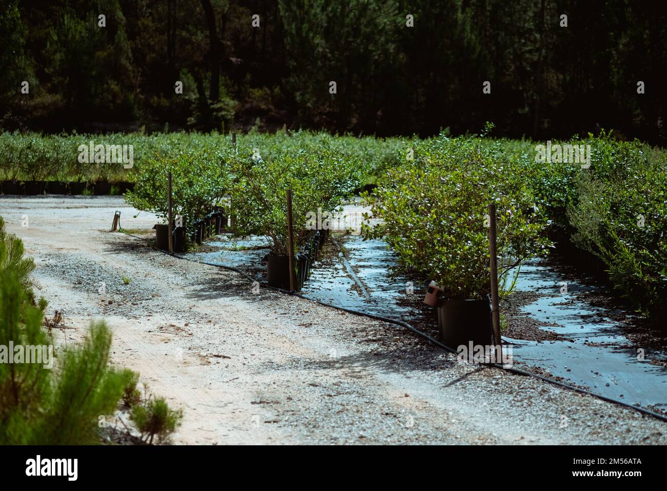 Many blueberry row, agro plastic pots,organic growing, summer ...