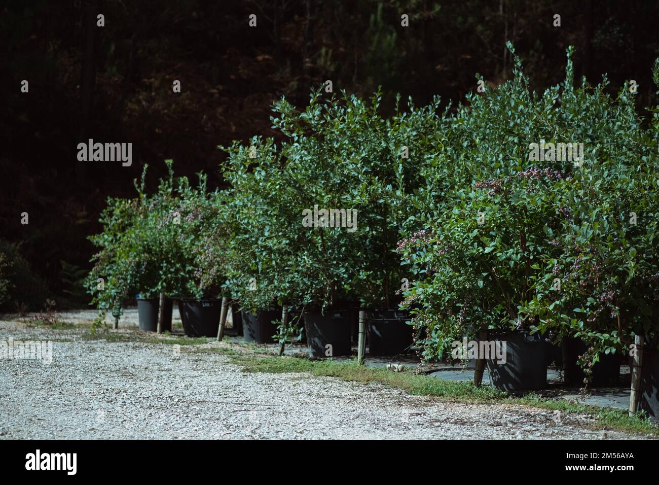 Many blueberry row, agro plastic pots,organic growing, summer ...
