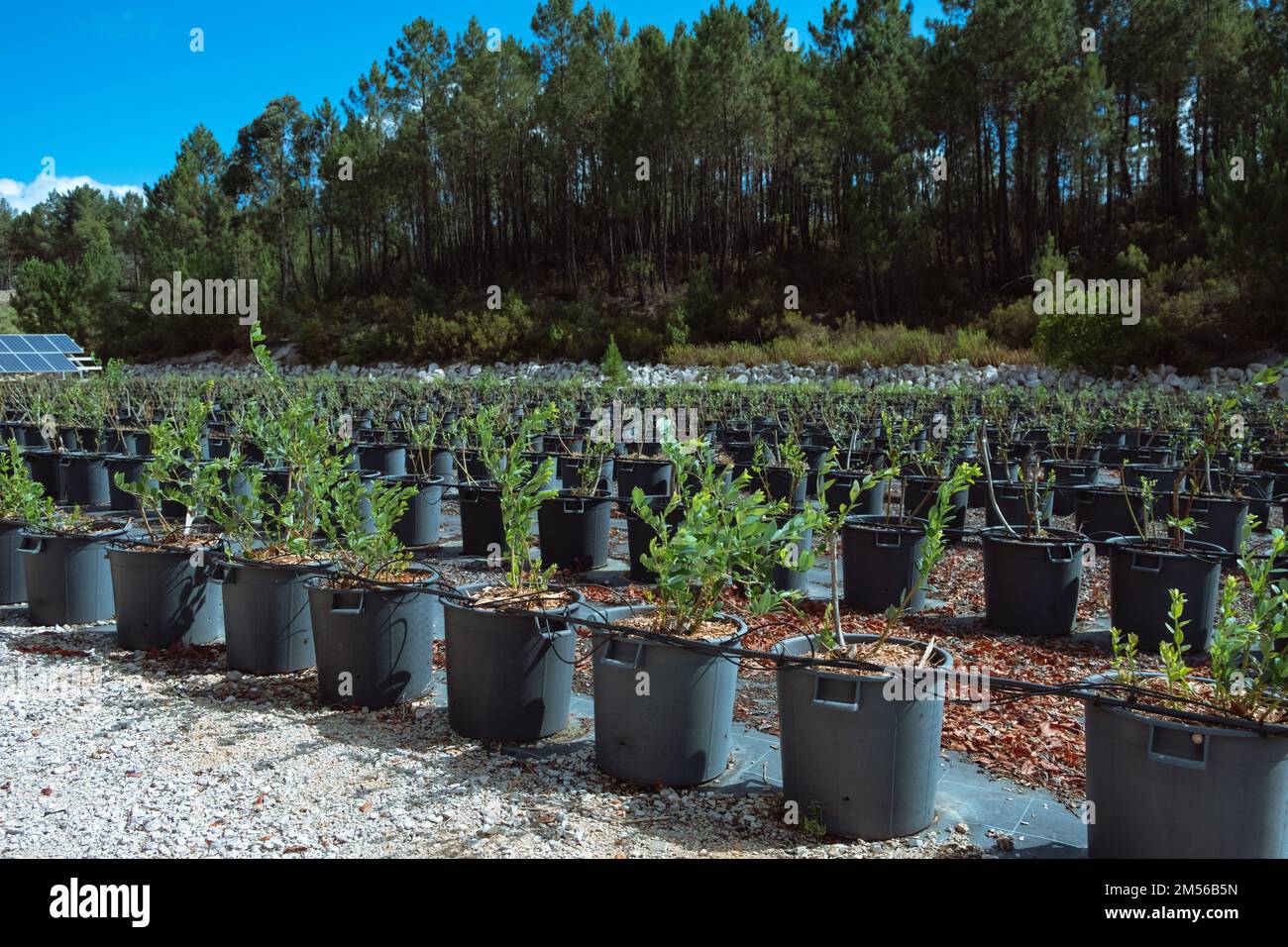 Many blueberry row, agro plastic pots,organic growing, summer ...