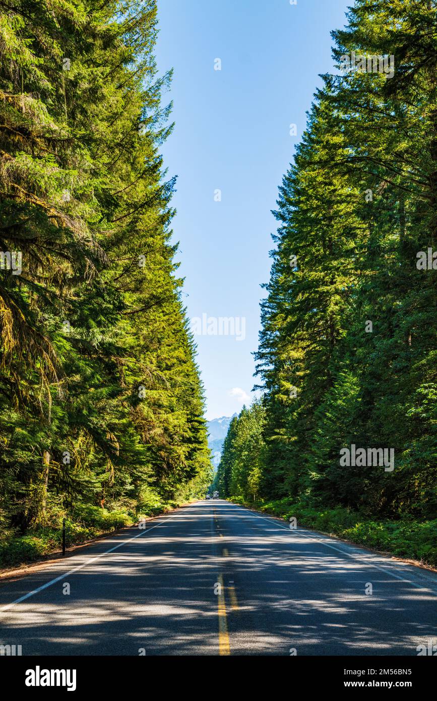 Route 20; central Washington; lined with tall evergreen trees; USA ...