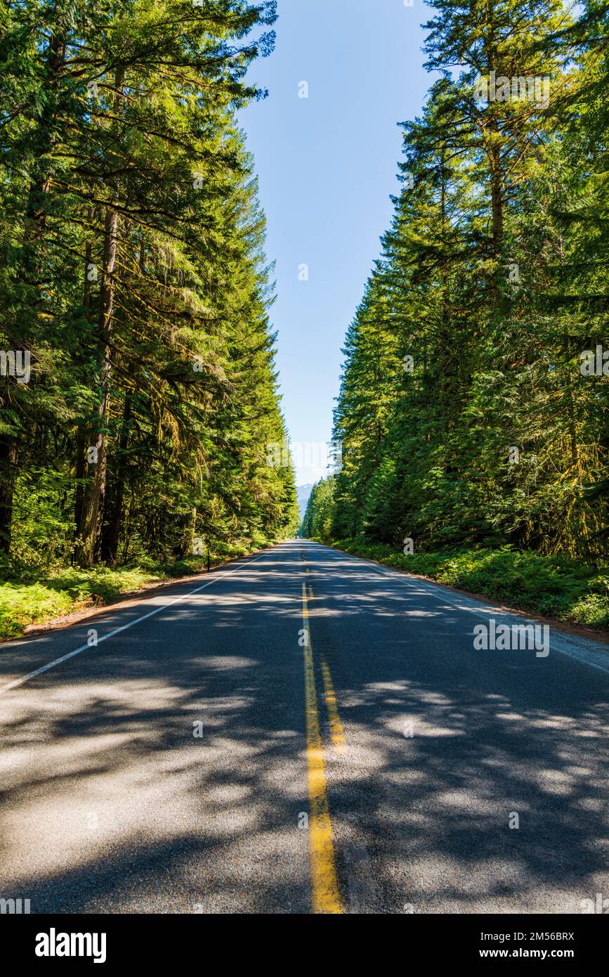 Route 20; central Washington; lined with tall evergreen trees; USA ...