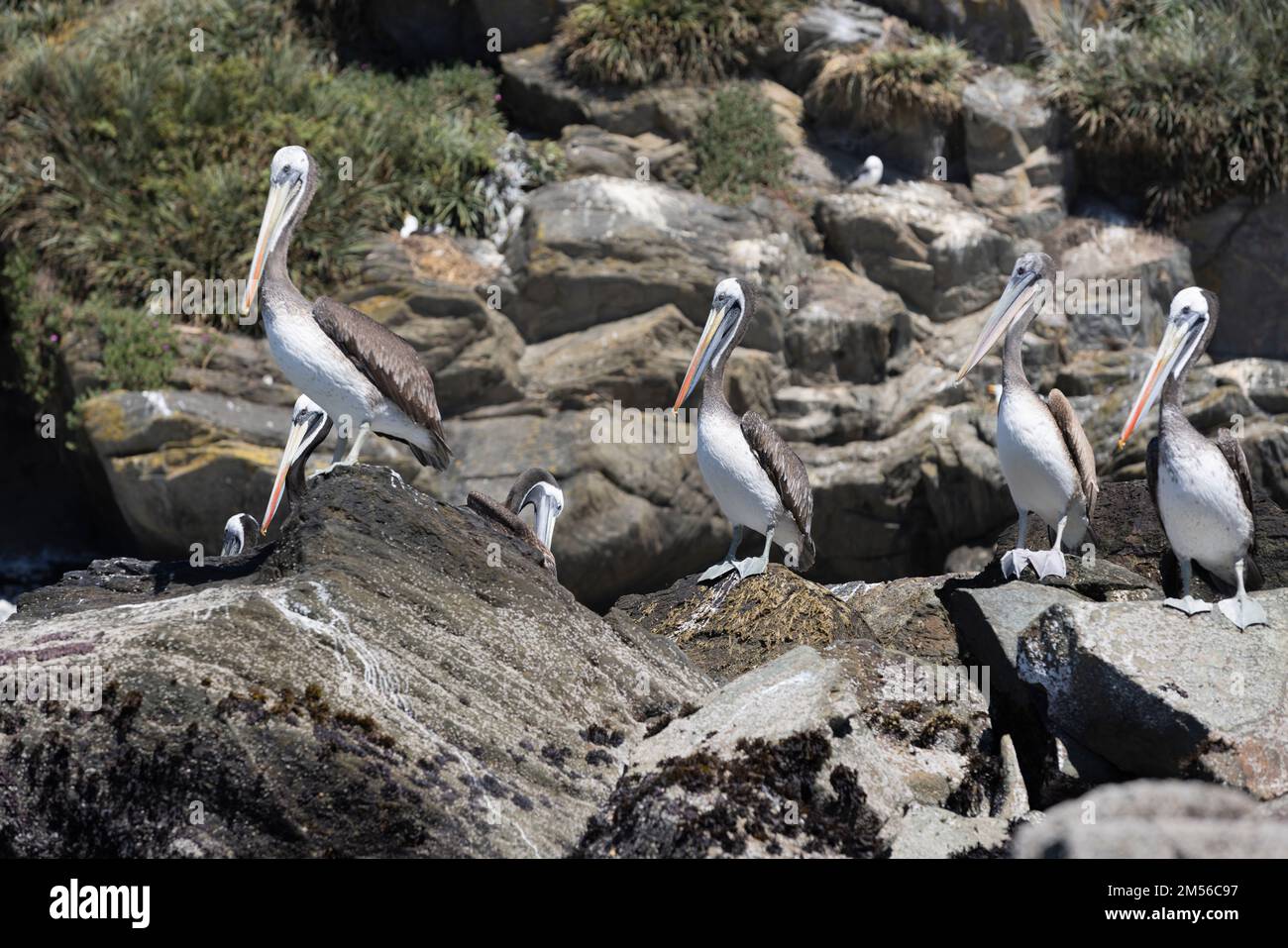 Pelicans on the rocks at the beach of Isla Maiquillahue near Valdivia ...