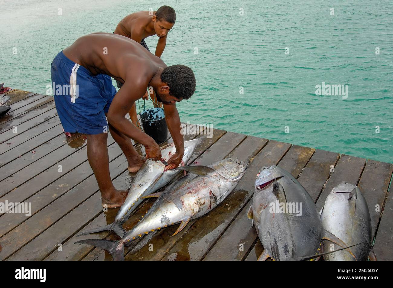 Gelbflossen thunfisch hi-res stock photography and images - Alamy