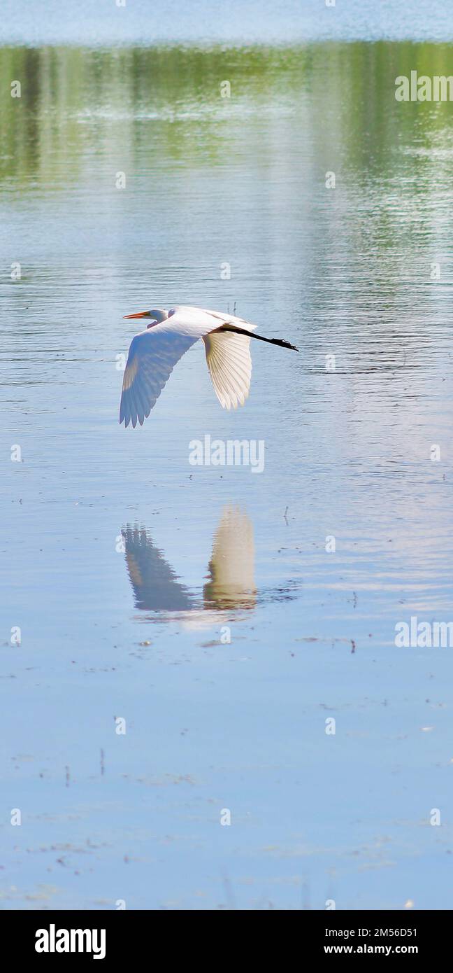 A vertical shot of a Great egret flying with its reflection visible on ...