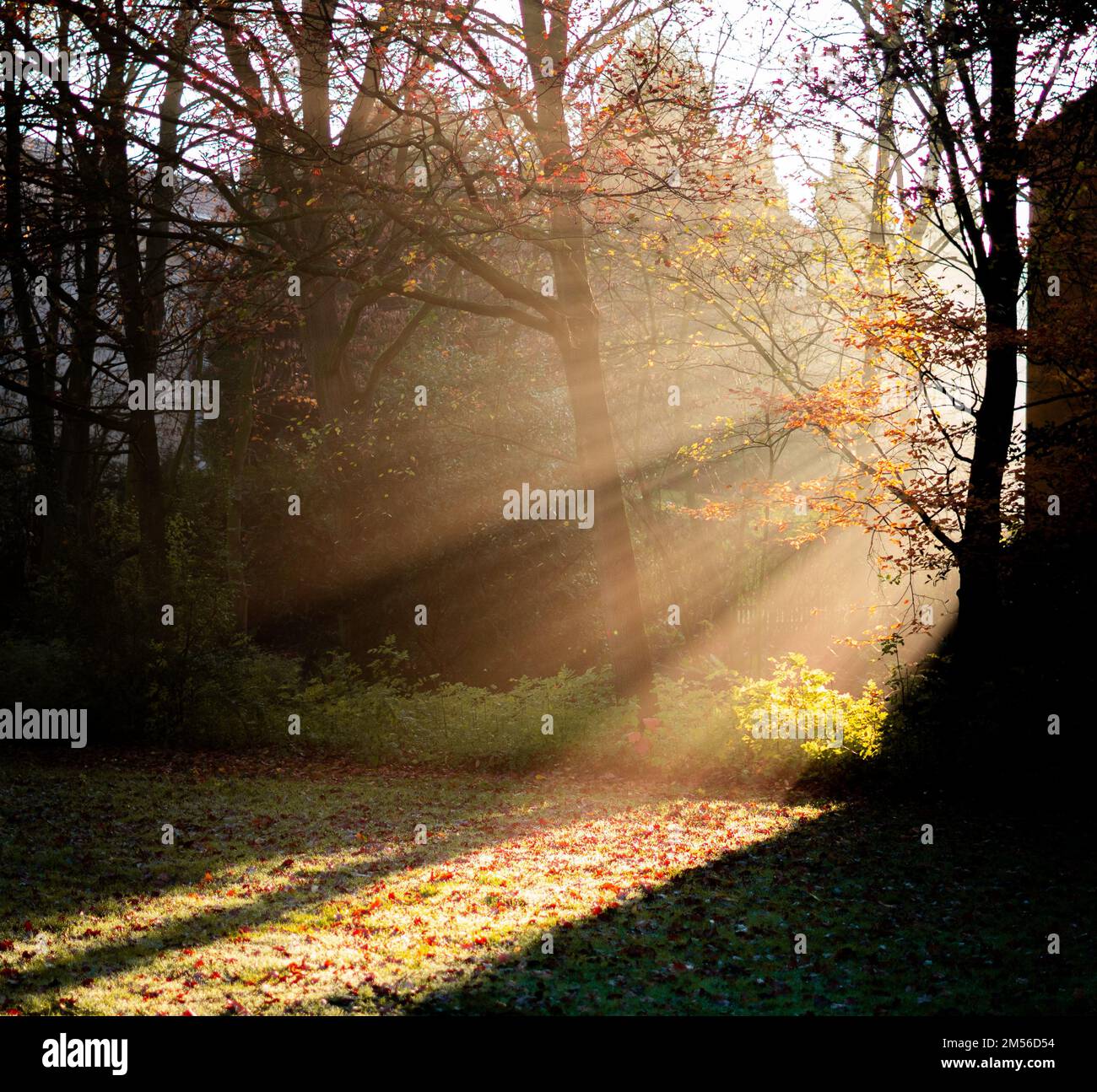 A scenic view of sun rays passing through the gaps between the trees ...