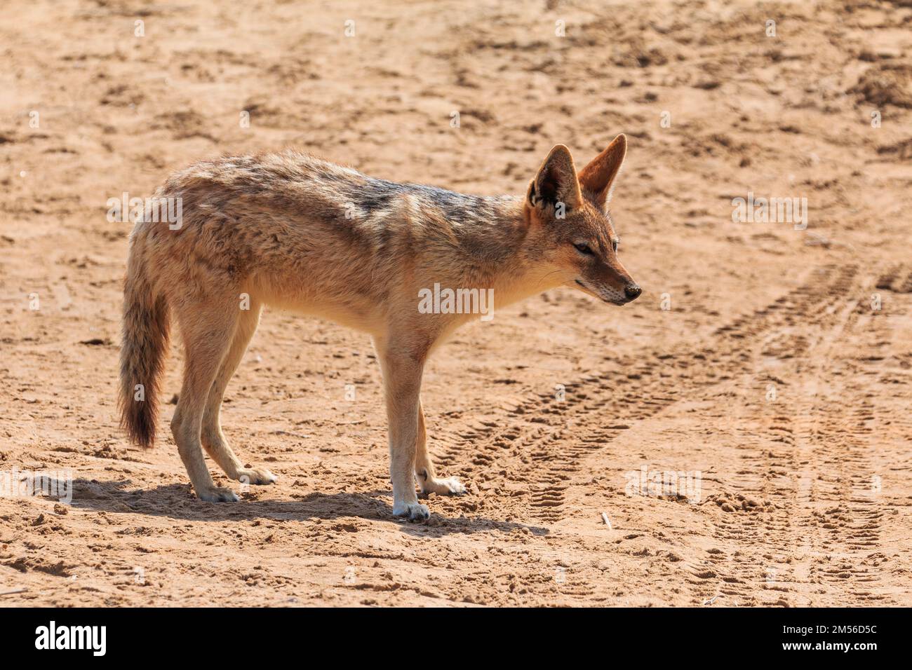 Jackals in the dunes of the Namib Desert, the Namib-Naukluft National ...