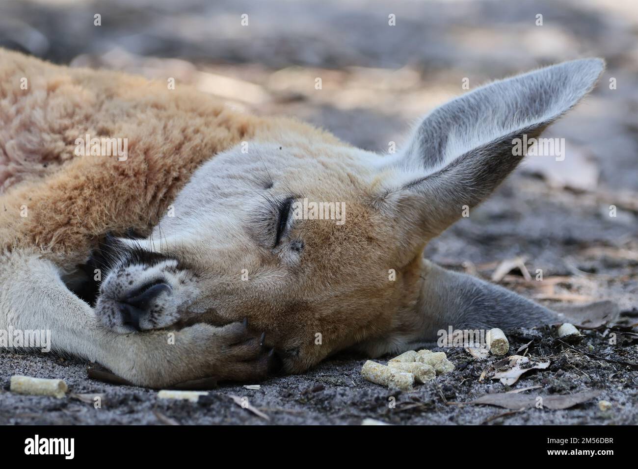 Kangaroo Sleeping with Paw on Face Stock Photo - Alamy