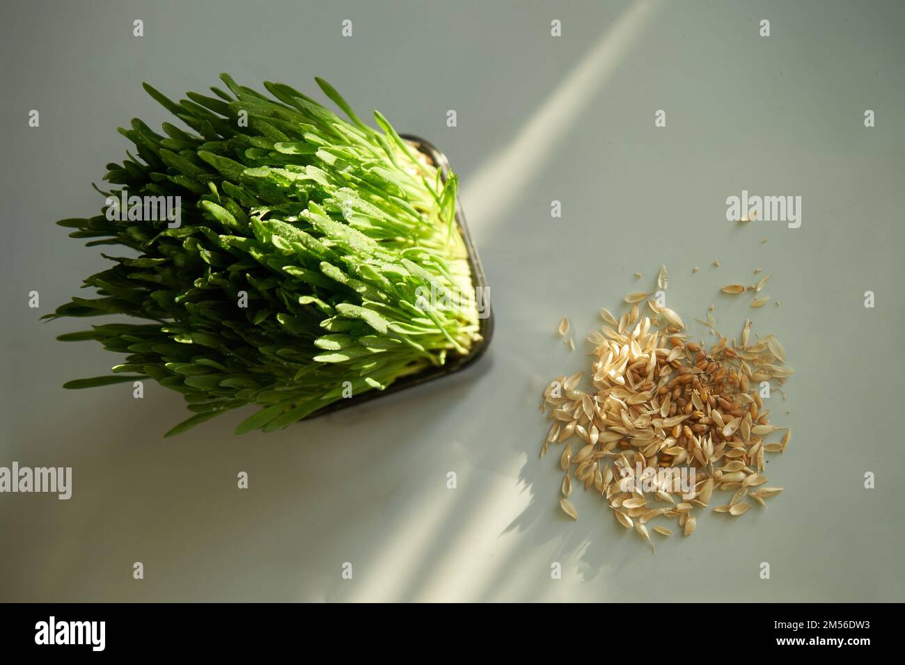 Green sprouted grass in the rays of the setting sun . Oat grains on the ...