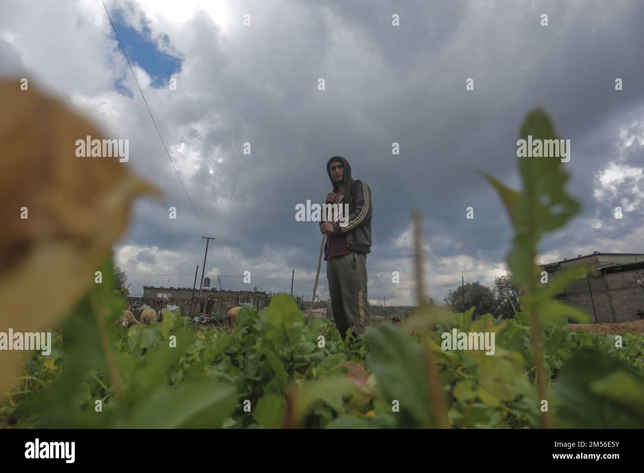 Palestine slums hi-res stock photography and images - Alamy