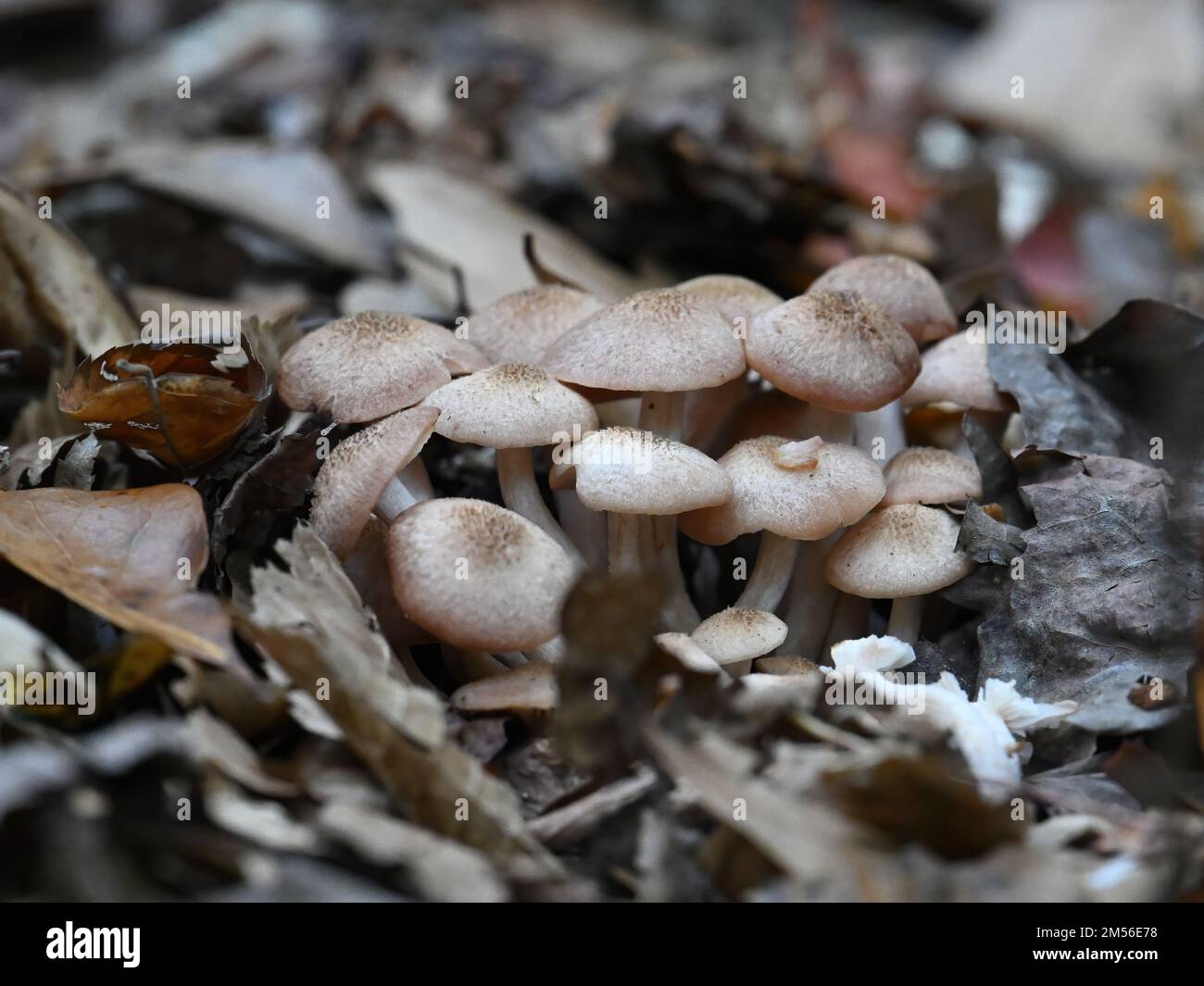 A shallow focus of Armillaria cepistipes Fungus on the forest ground ...