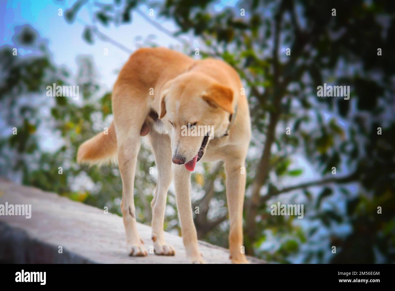 A closeup of a light brown dog on a wall against blurry background ...