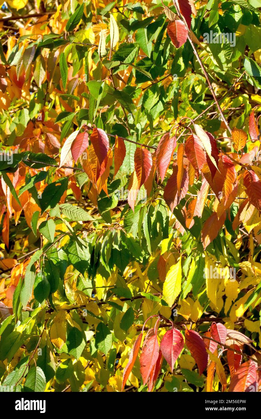Cherry (prunus avium), close up of the leaves of the tree as they ...