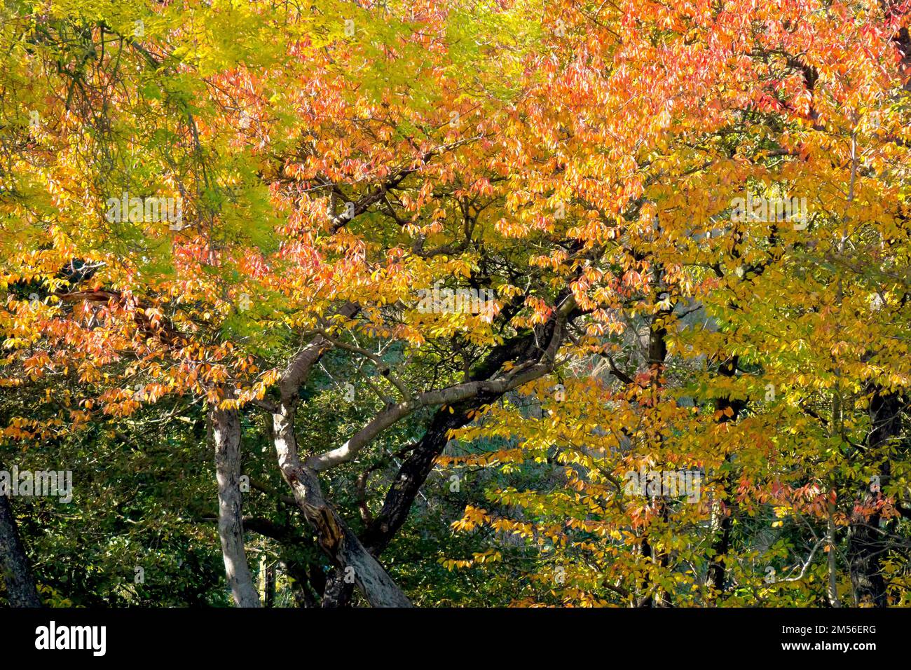 Cherry (prunus avium), focusing on a single tree growing in a small ...