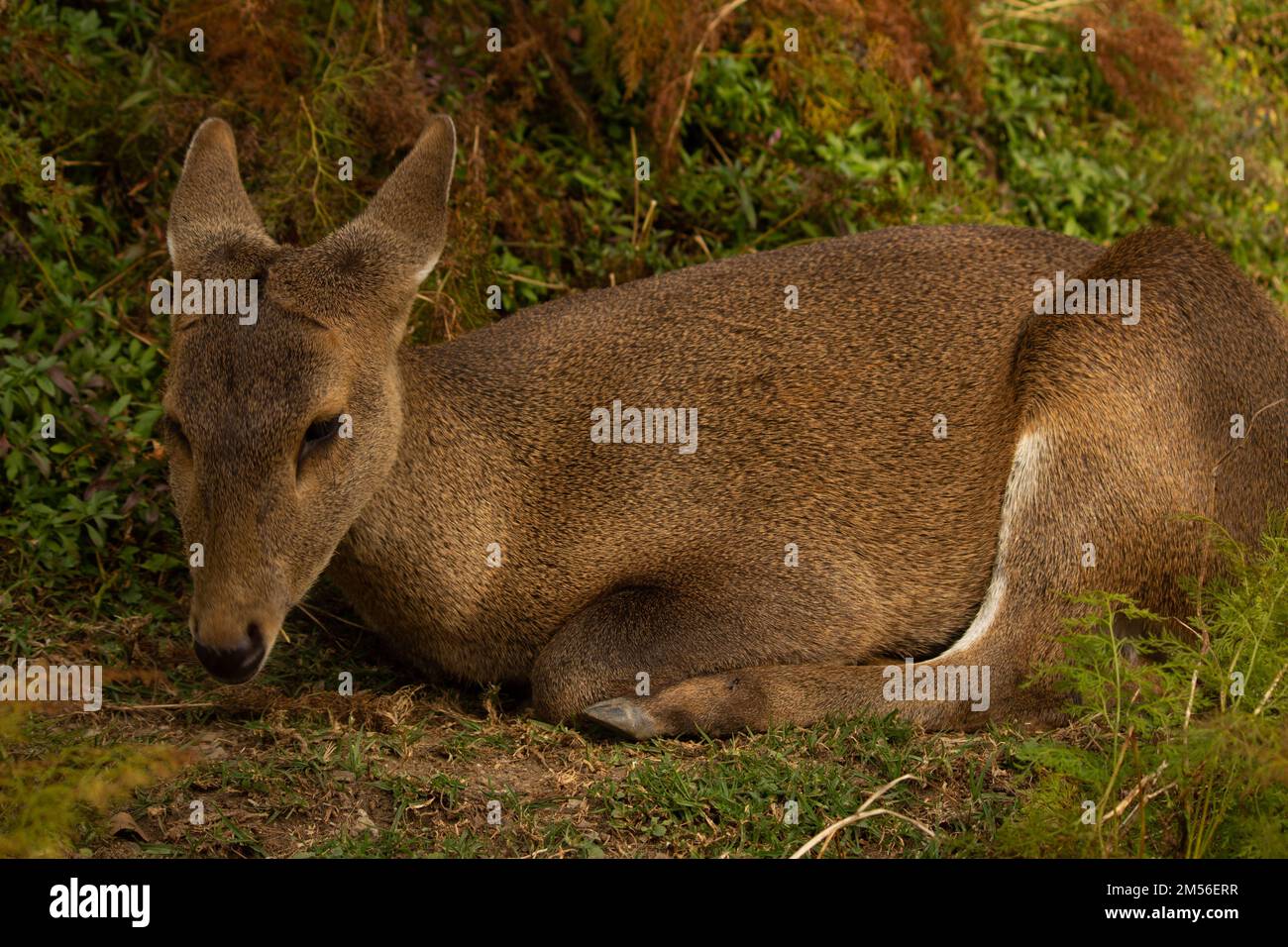 A closeup of a Siberian musk deer (Moschus moschiferus) on the ground ...