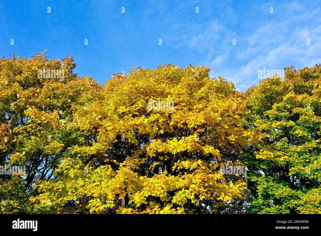 Sycamore (acer pseudoplatanus), showing a line of three trees ...
